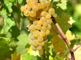 Vînd poama la vin neagră si albă...