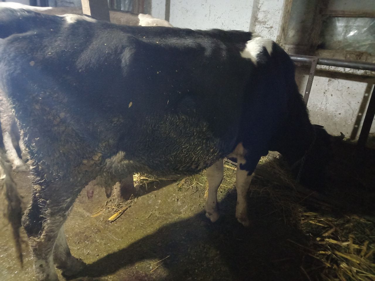 Vînd vaci bune de lapte!