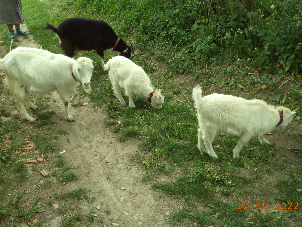 Vind capra cu edita rasa Lamancea