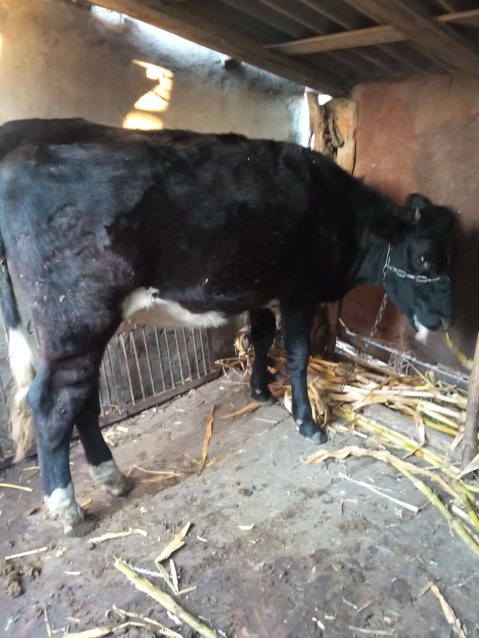 Vind junca de un an si jumate de a fata