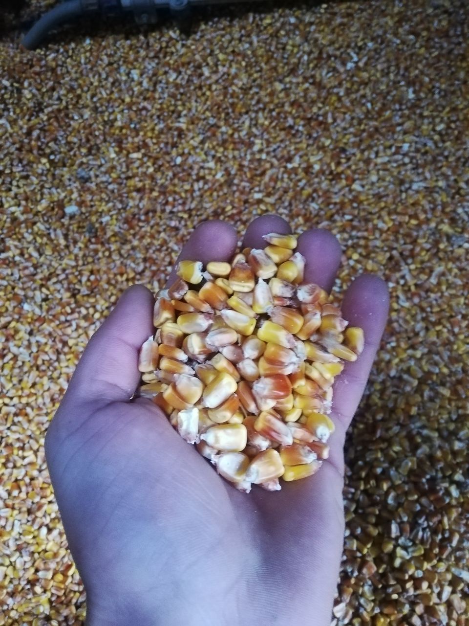 Vind porumb roada 2023