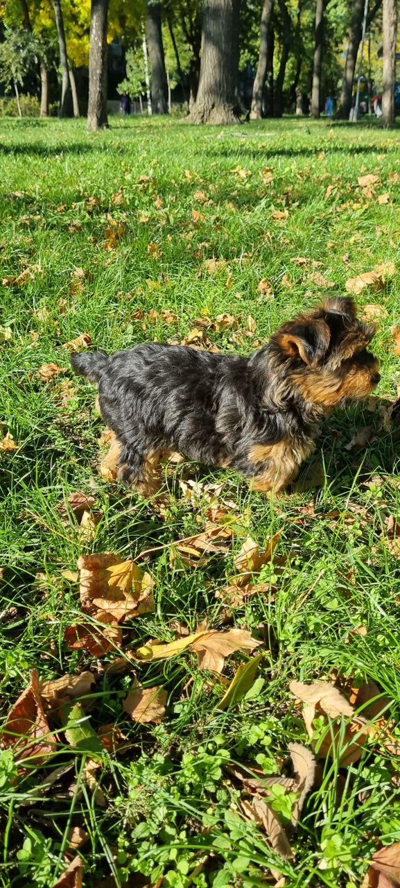 Se vinde catelus Yorka