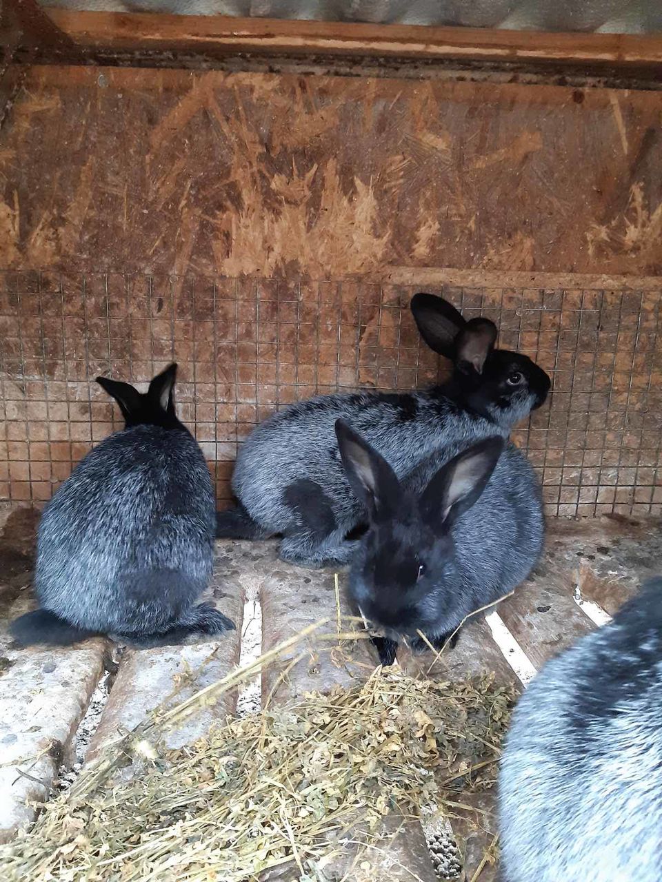 Vindem iepuri! (Soroca, s.Rudi)