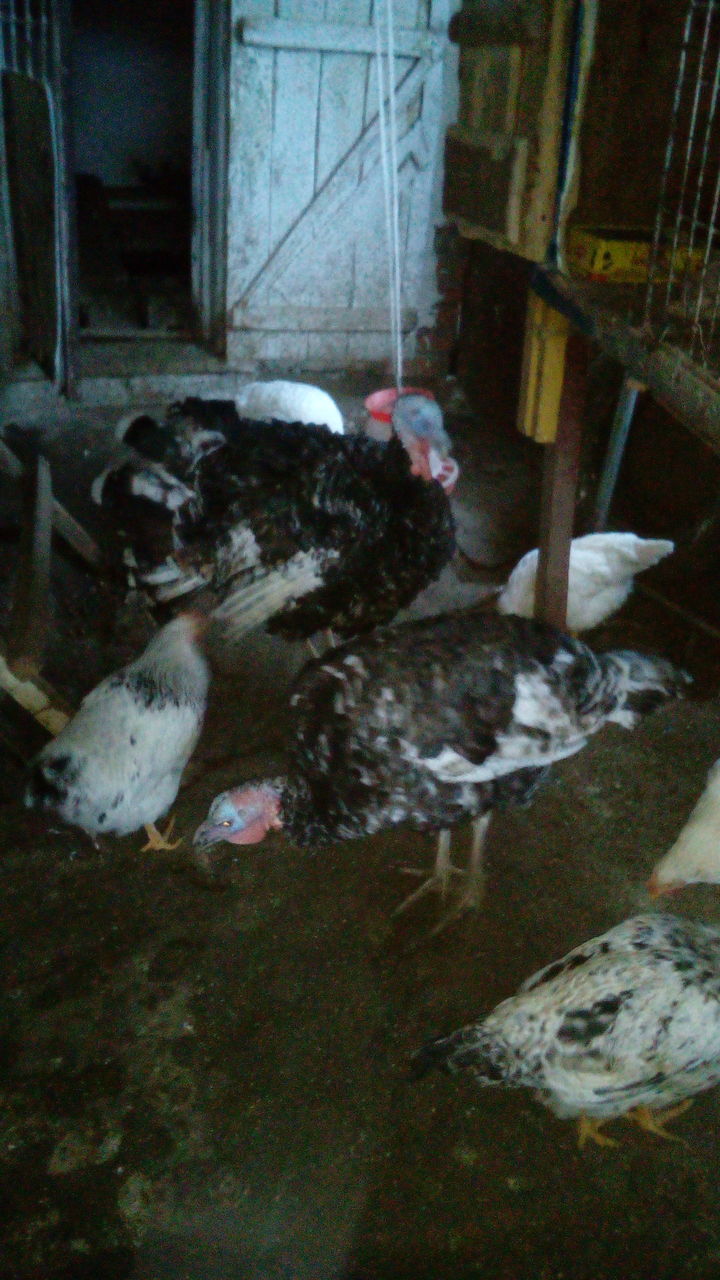 6 gaini,2 curcani,1 curca Soroca