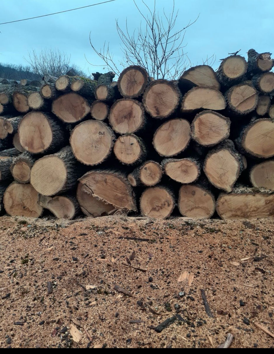 Lemne de foc , doar specii tari