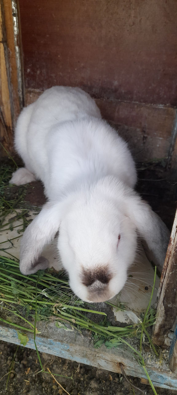 Vind iepure mascul de rasă berbec german