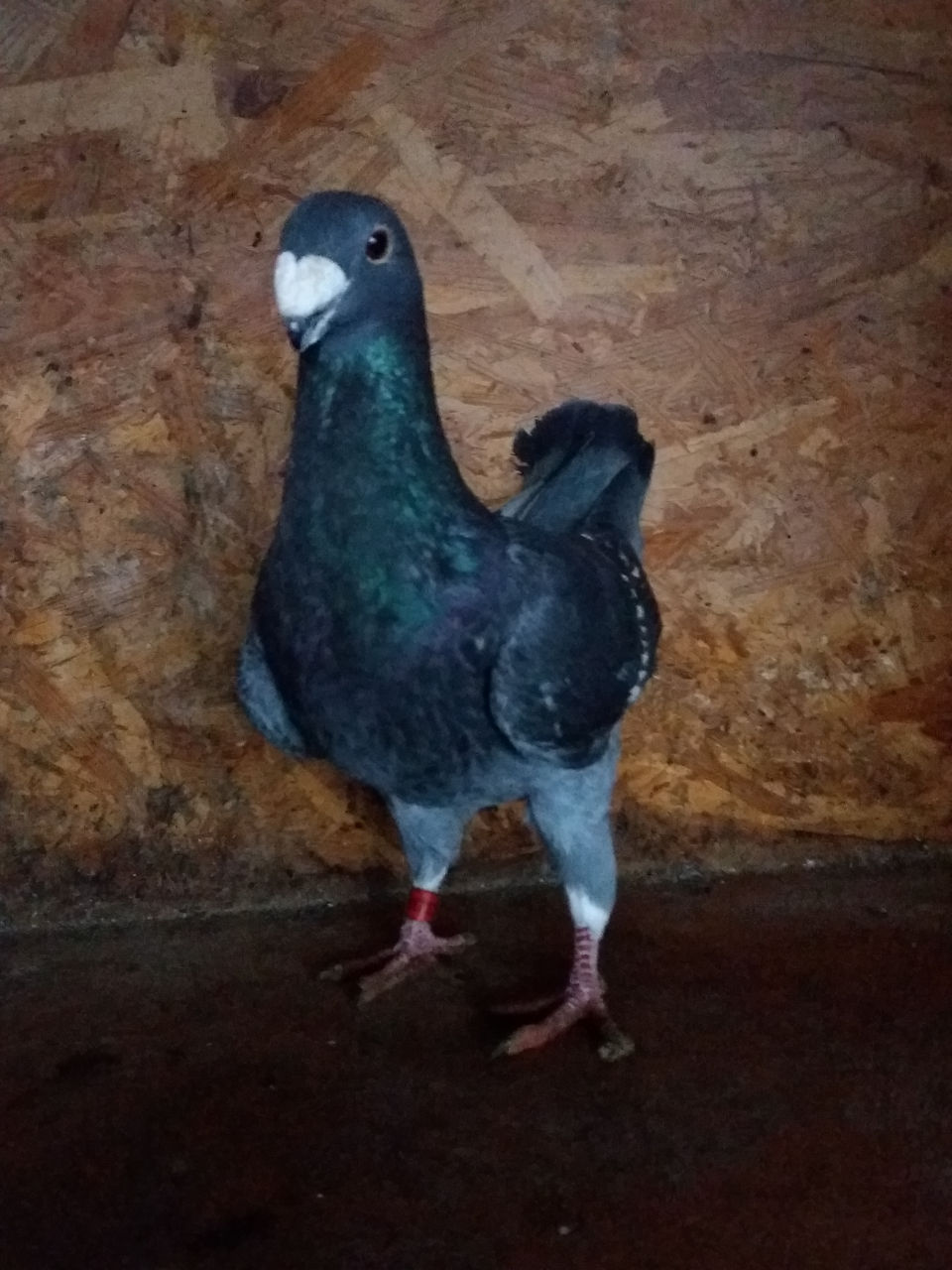 Voiajori. Mascul neamt promeran mascul