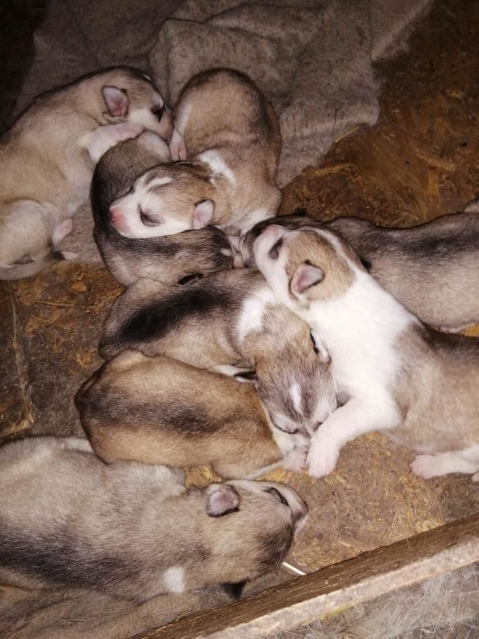 Se vind catei virsta o luna si trei saptamini pozele sunt cind erau mai mici