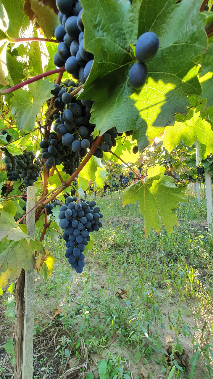 Struguri,Poamă Moldova