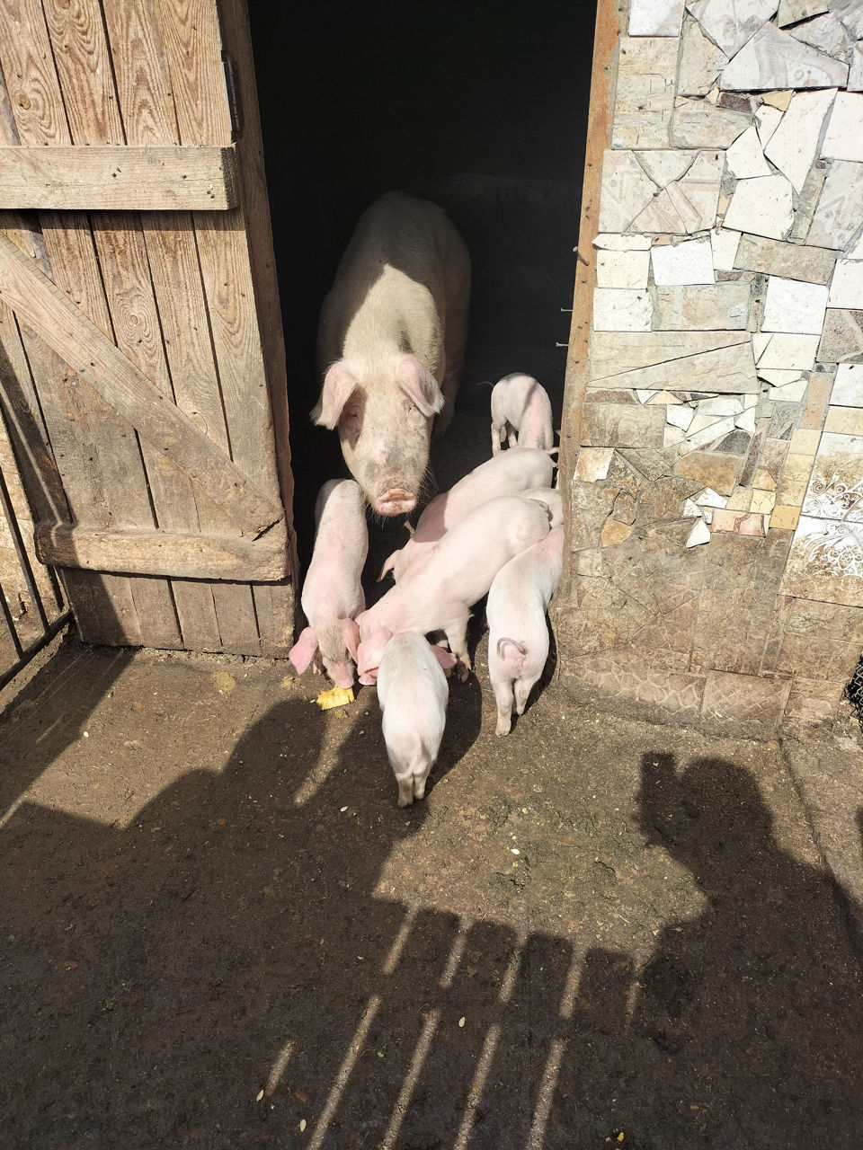 Vind purcelusi landras