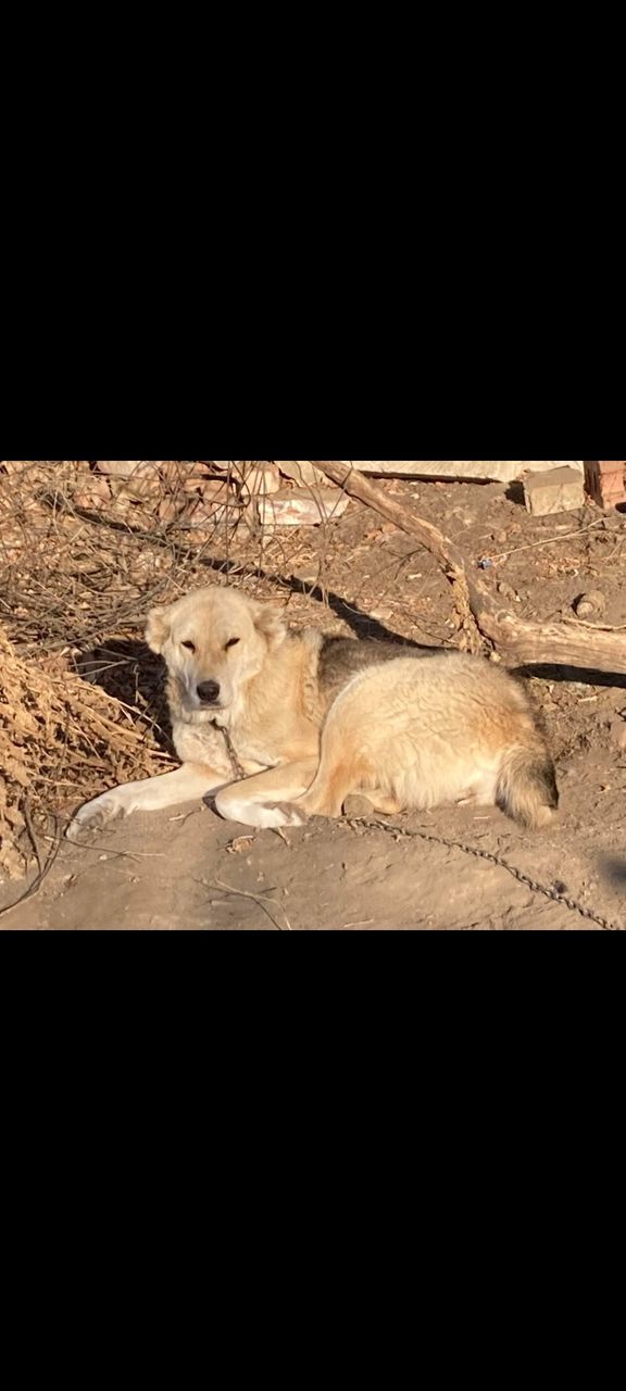 Vind cîine de rasa mare