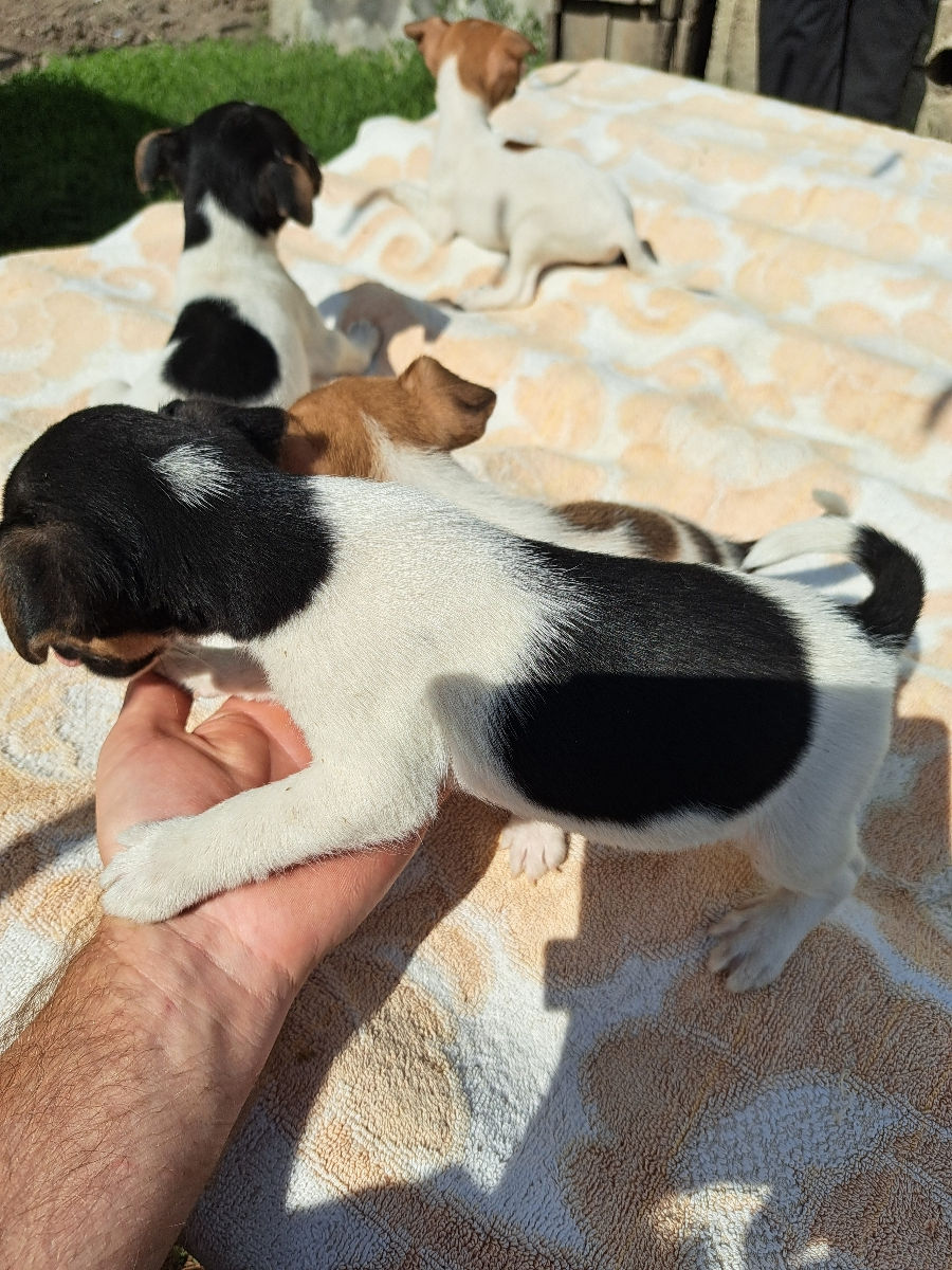 Se vind catei jack russell