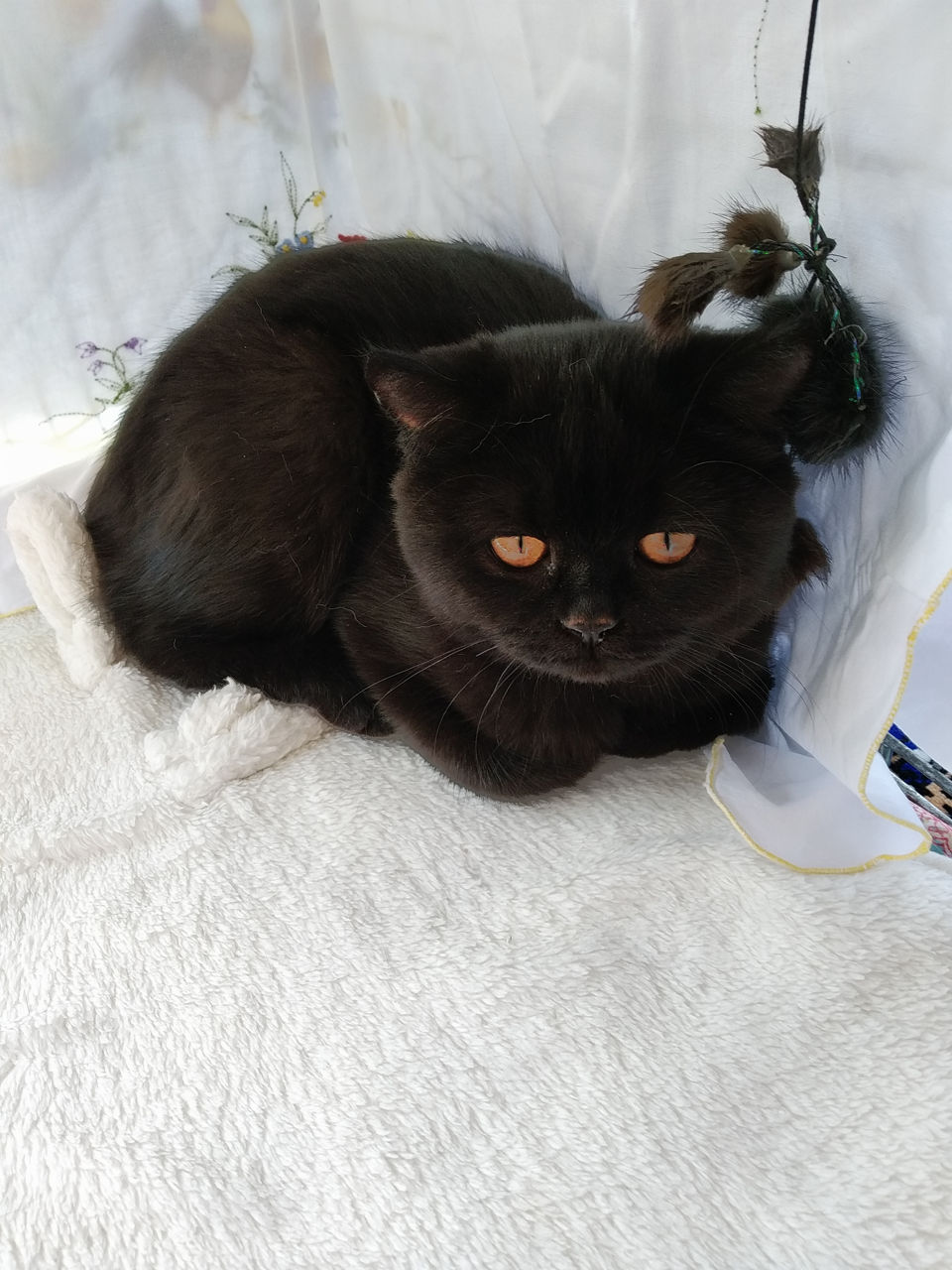 Британские котята