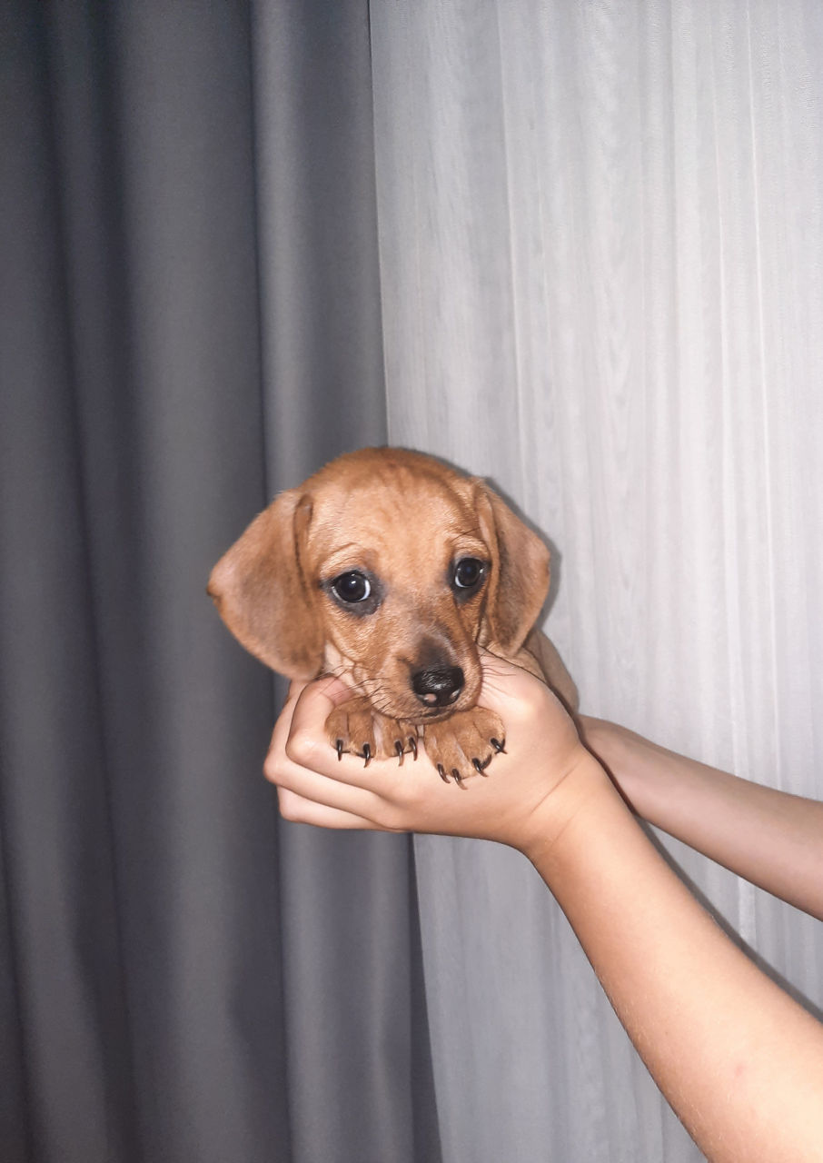 Taxa mini/ карликовая такса