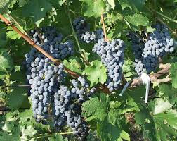 Struguri / Poama pentru vin