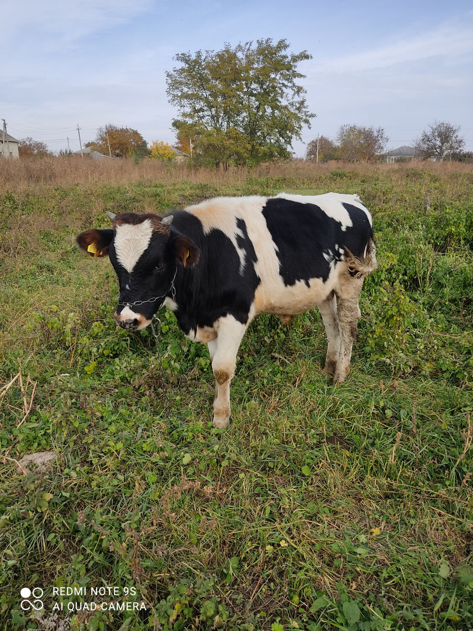 Se vinde vitel frumos are 6 luni