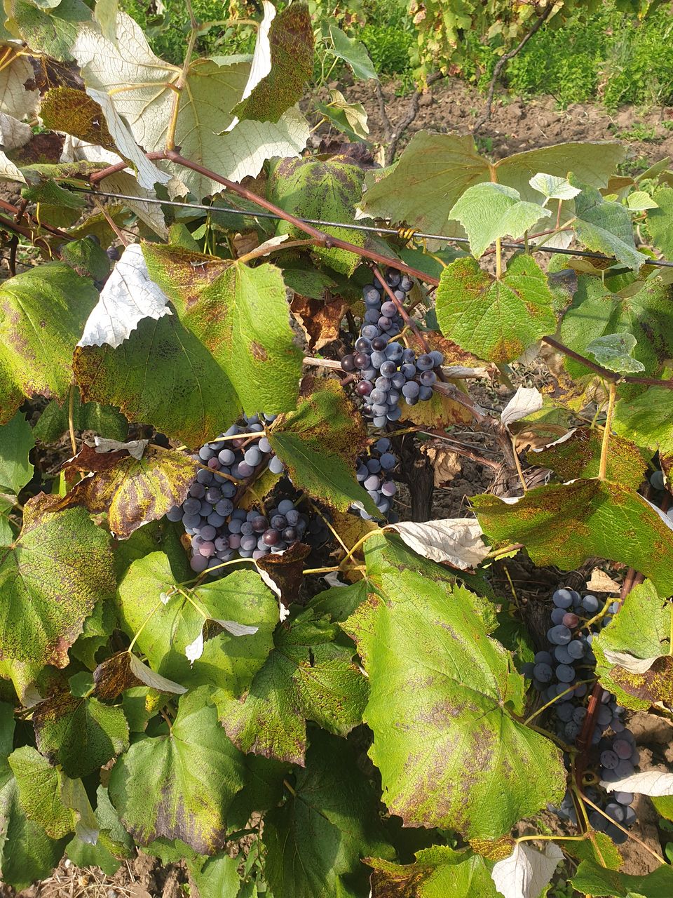 Vindem poama Lidia(Capsuna)