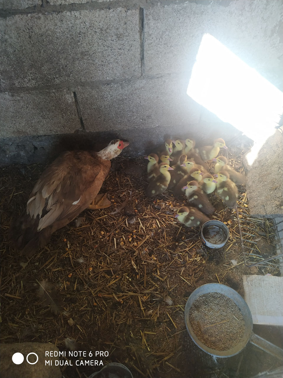 Vind rățuște mute