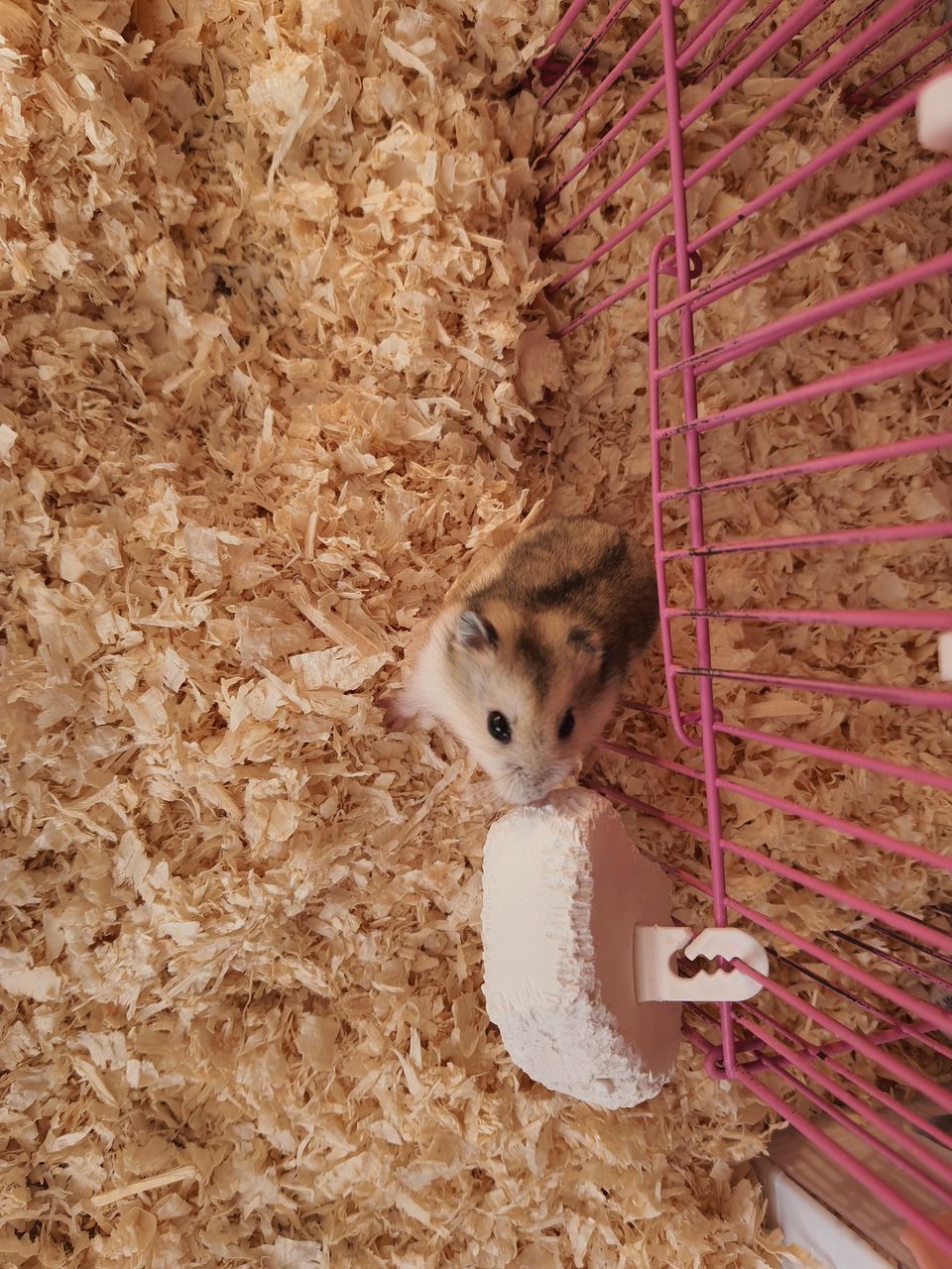 Джунгарские хомячки