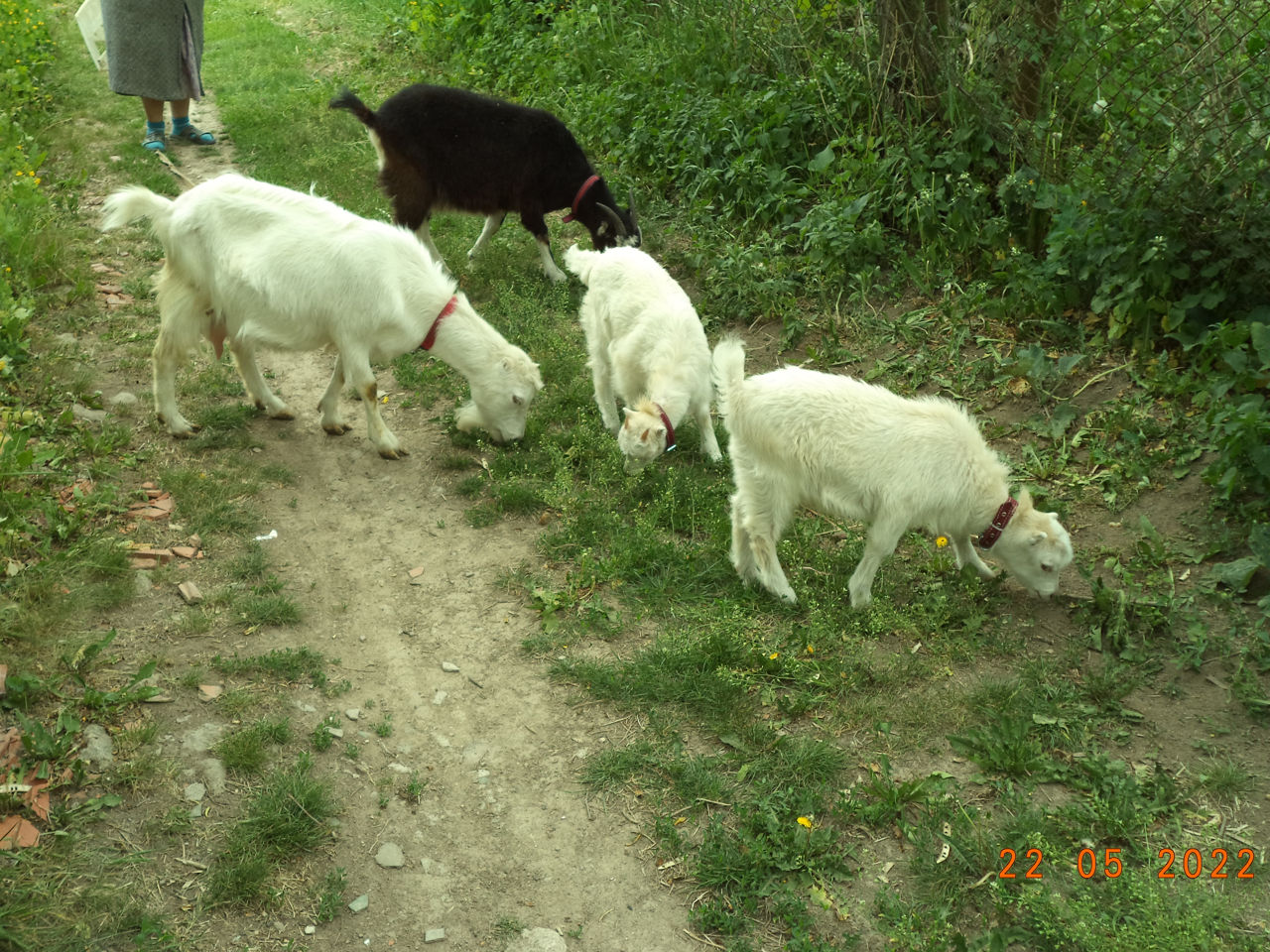 Vind capra cu edita rasa Lamancea