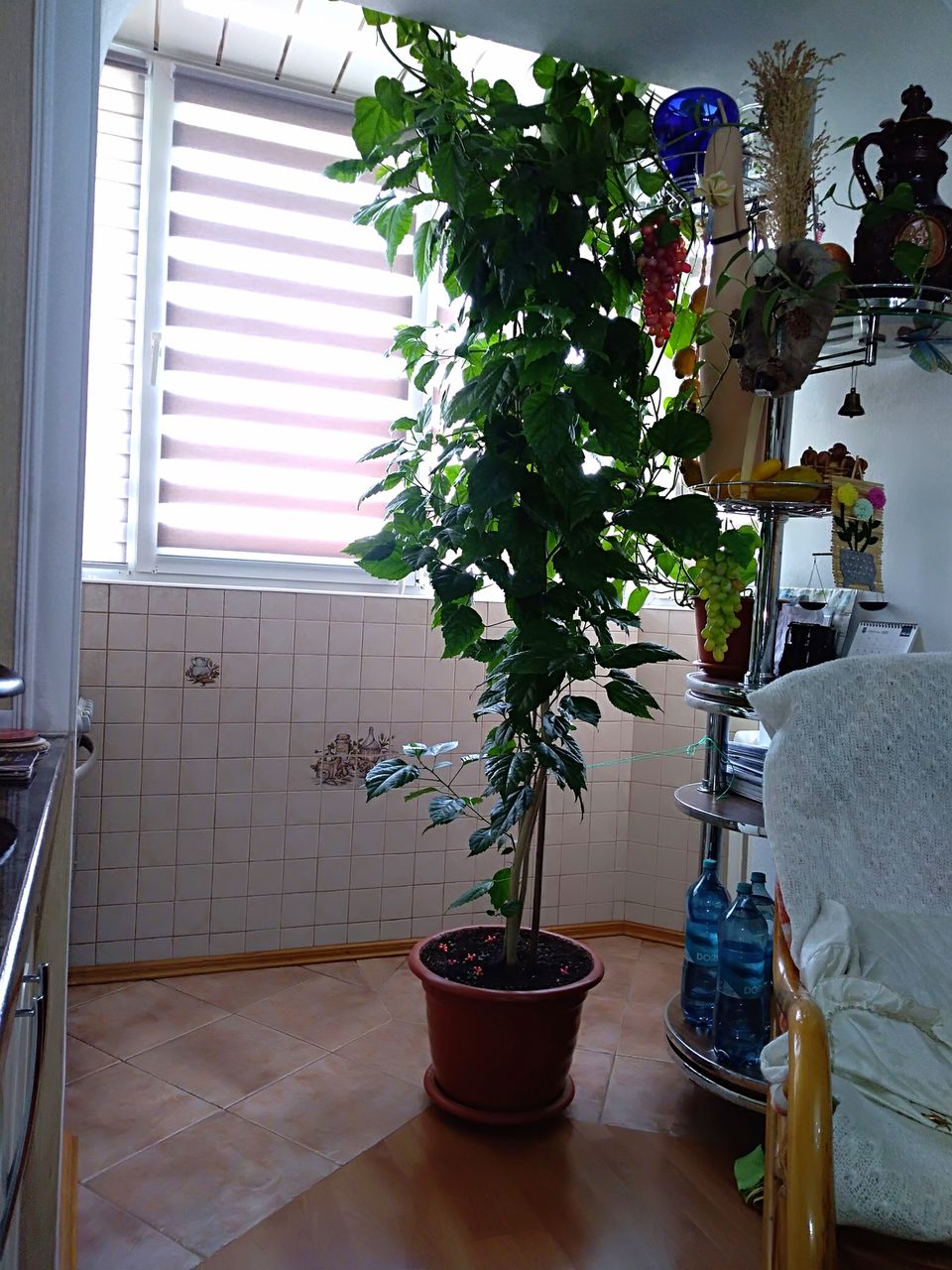 Комнатные шикарные цветы.