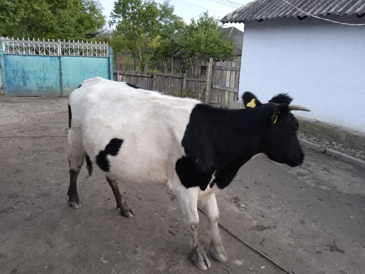 Se vinde vaca mulgatore