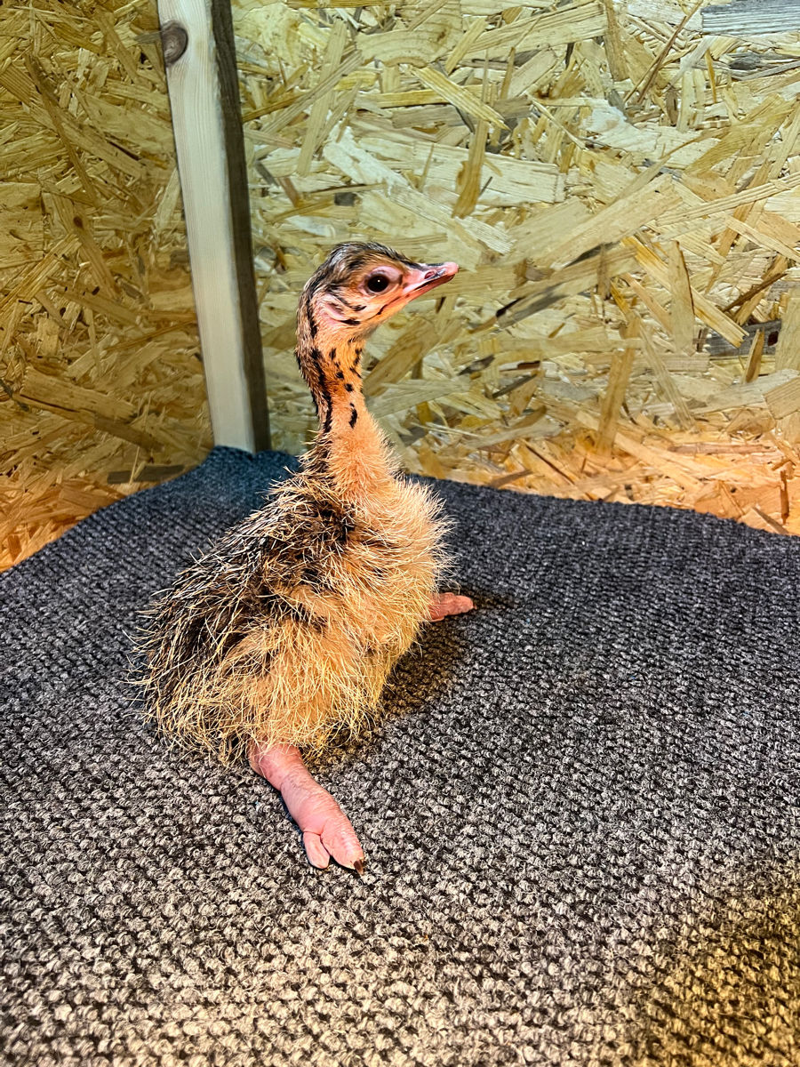 Vindem pui de strut negru african.