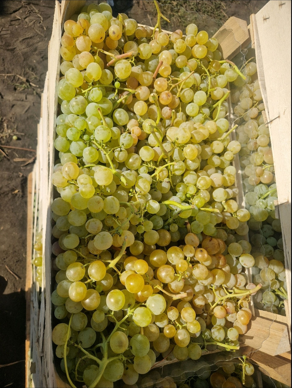 Struguri Alb de suruceni