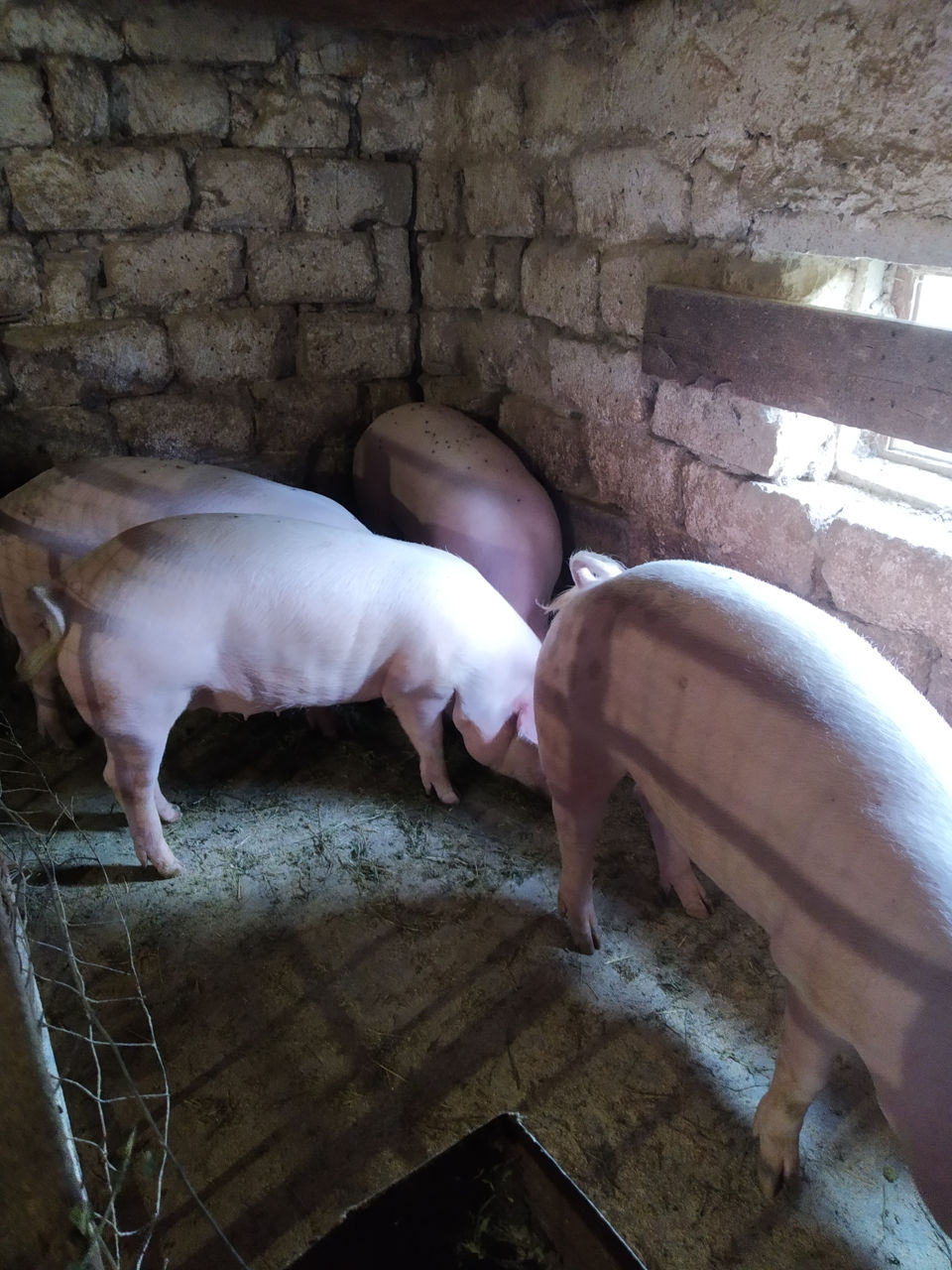 Vând purcei crescuţi în condiţii de casă