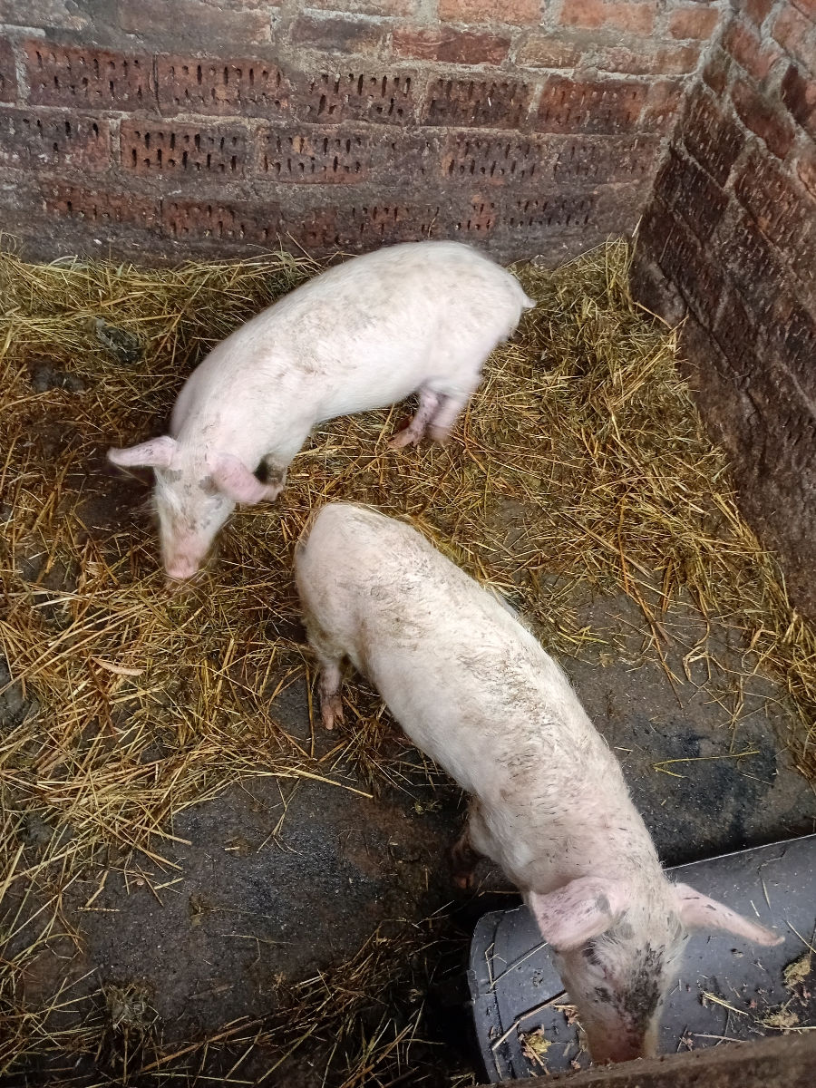 Vind purcei pentru crestere