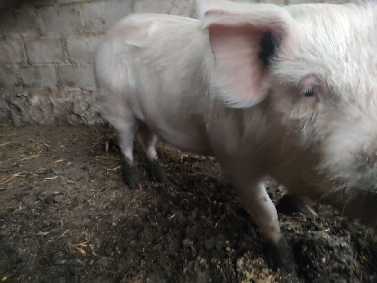 Vind purcel la carne