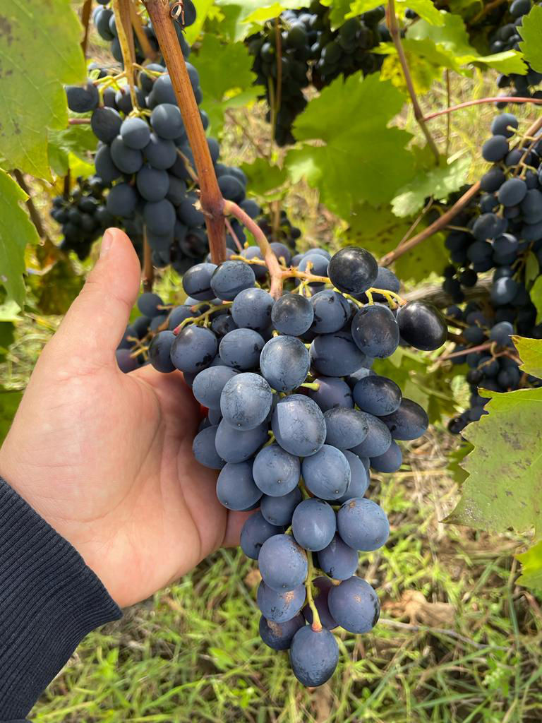 Poama moldova de vanzare (zona chisinau)