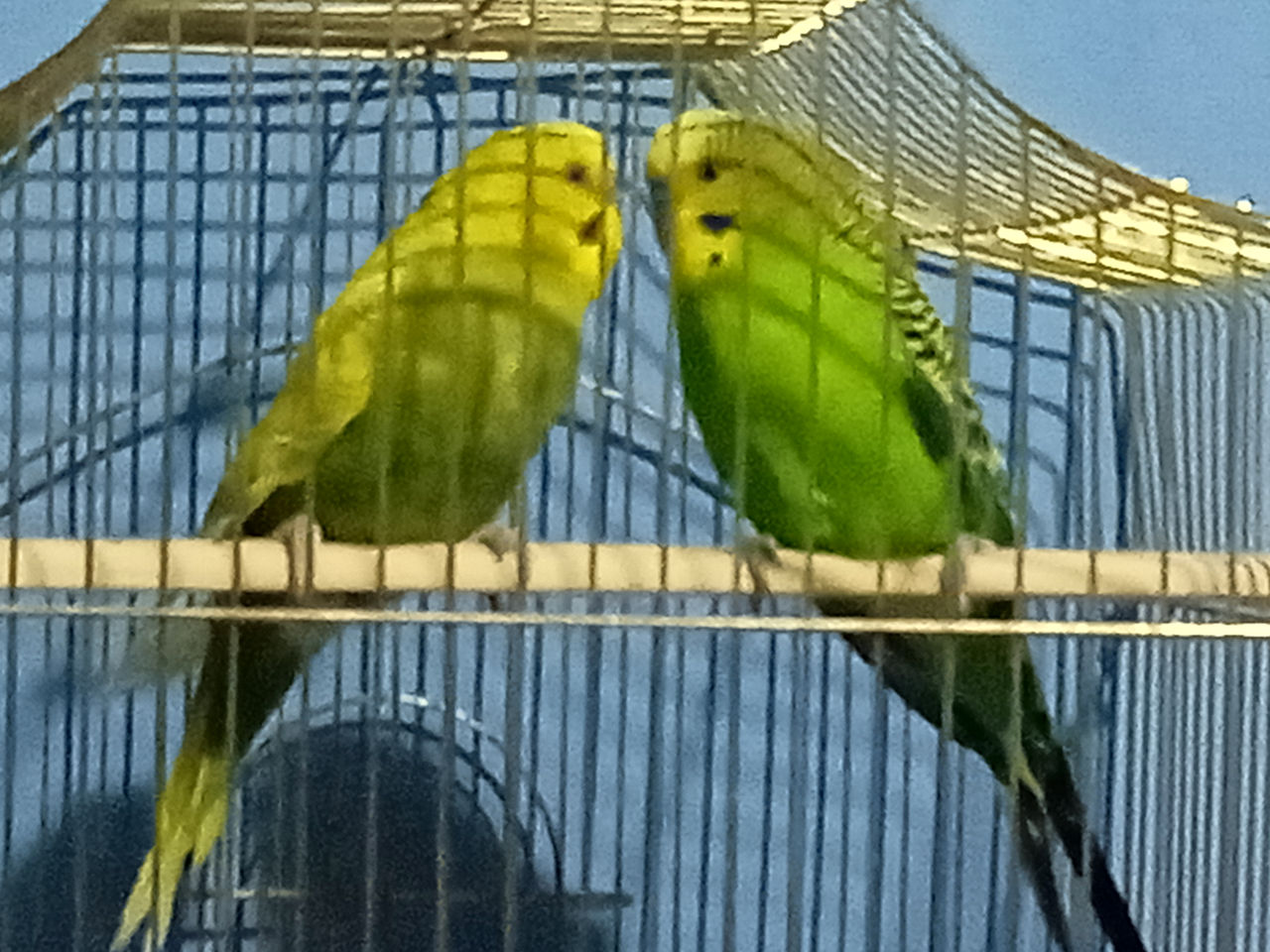 Urgent vind o pereche de papagali perusi