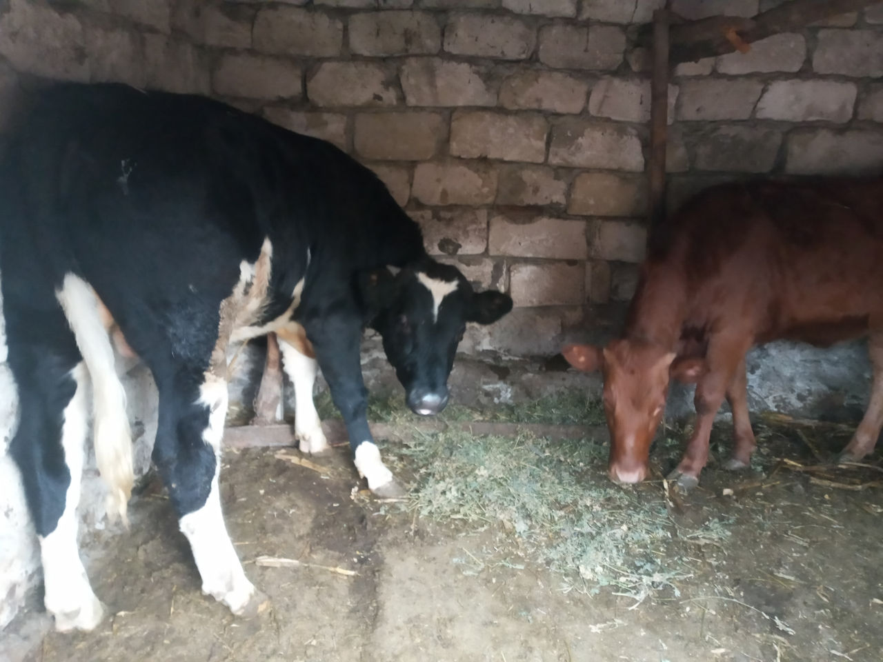 Vind vitel si vitica