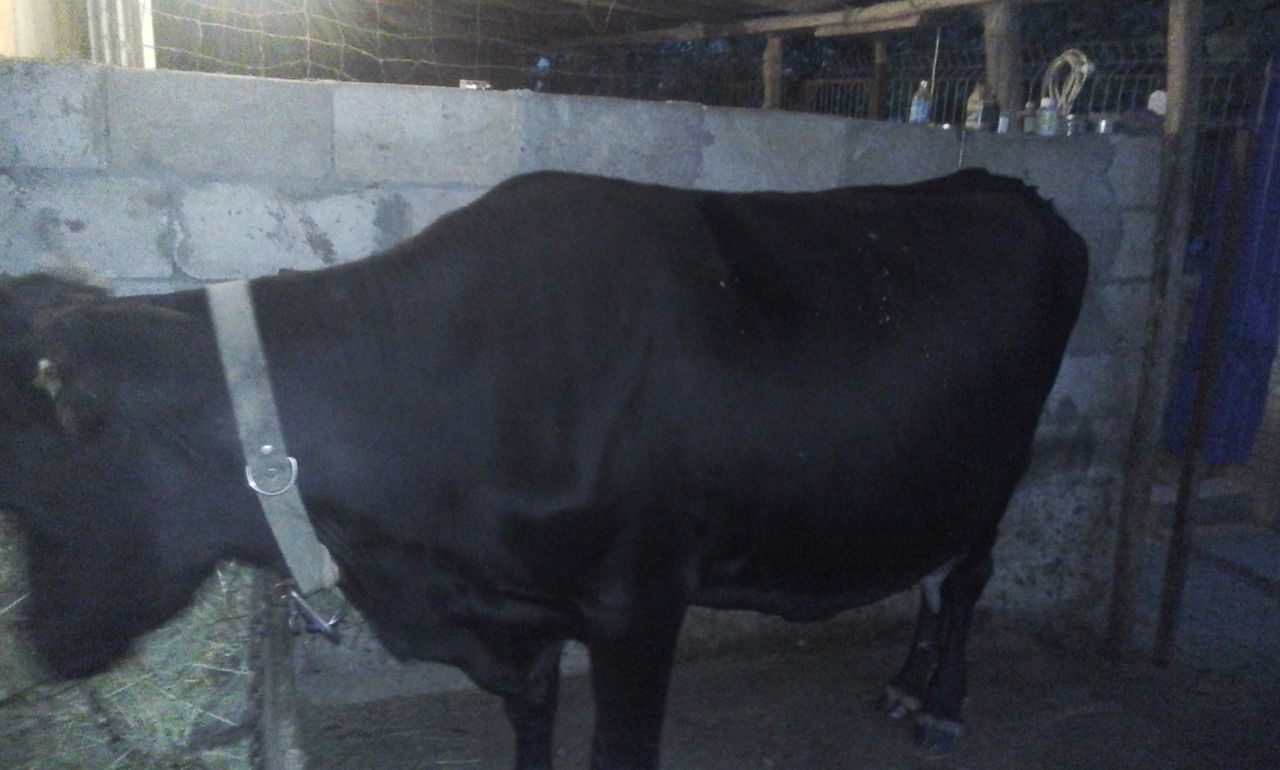 vind vaca cu vitel foarte buna de lapte.Pretul putin negociabil