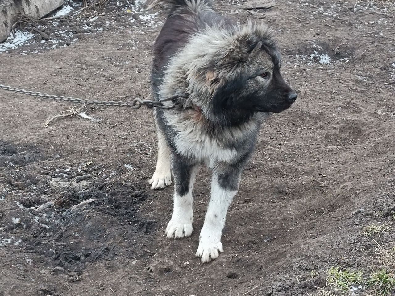 Vind ciini caucazieni