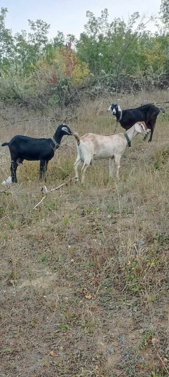 Vând capre Anglo-nubiene
