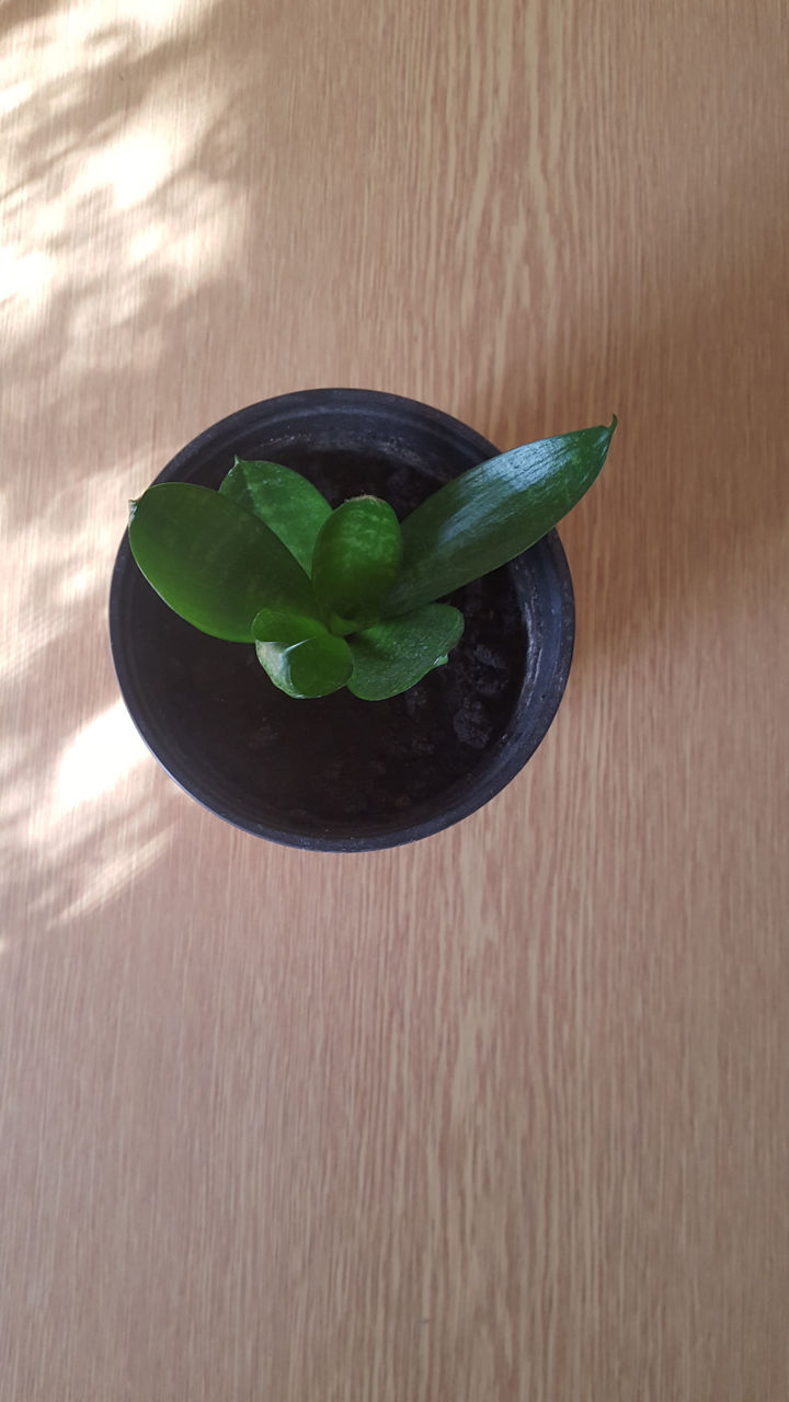 Plante de camera. Botanica Cuza Voda int cu Independentei( toamna de aur )