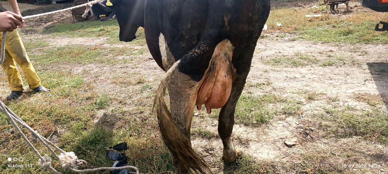 Vind vaca fatata de 2 ori se mulje 16 litre 3 luni decind o inblat cu buxaiy