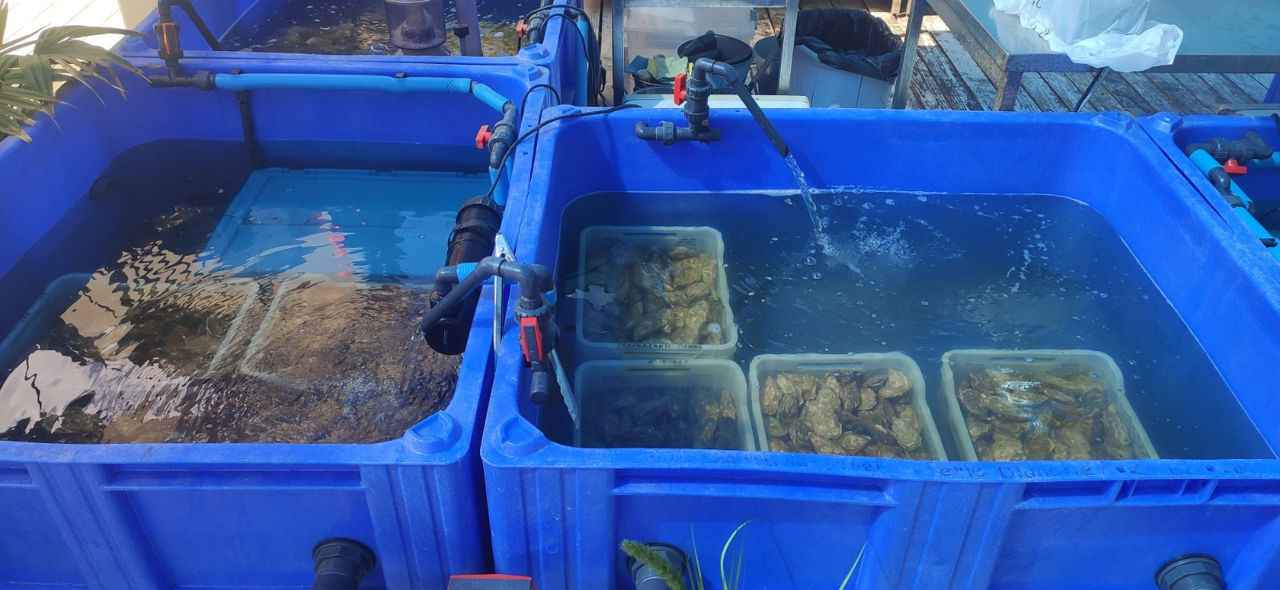 acvarii de vanzare pesti vii