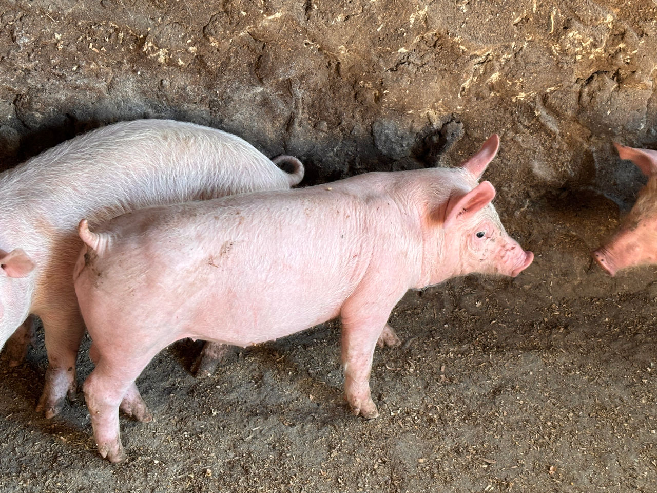 Vând purcei de casă