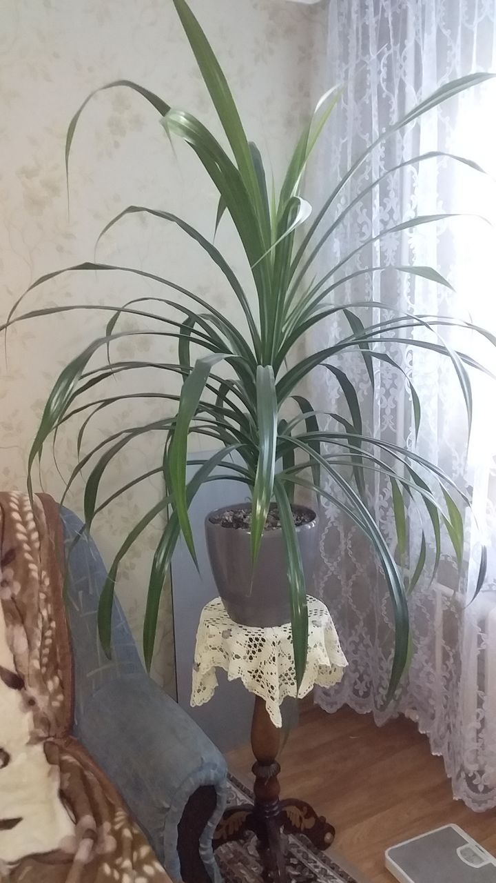 Floare de camera sau oficiu