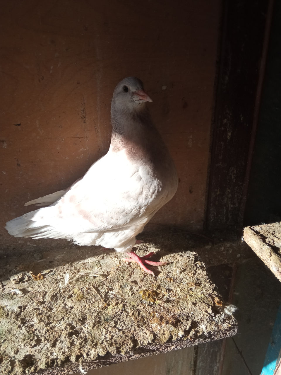 Vind pui porumbei Mondani , Texani , Huble , Gușat, Poștași.