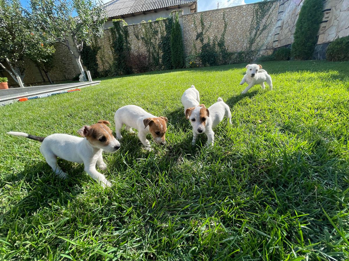 Vând căței de rasa Jack Russell Terrier