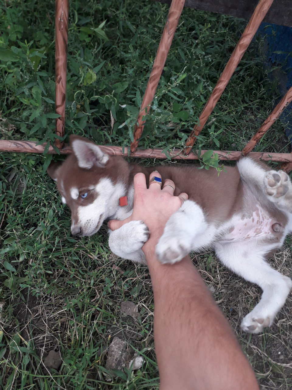 Se vinde cîine Haschi 2 luni cu 4 vaccini si cu document