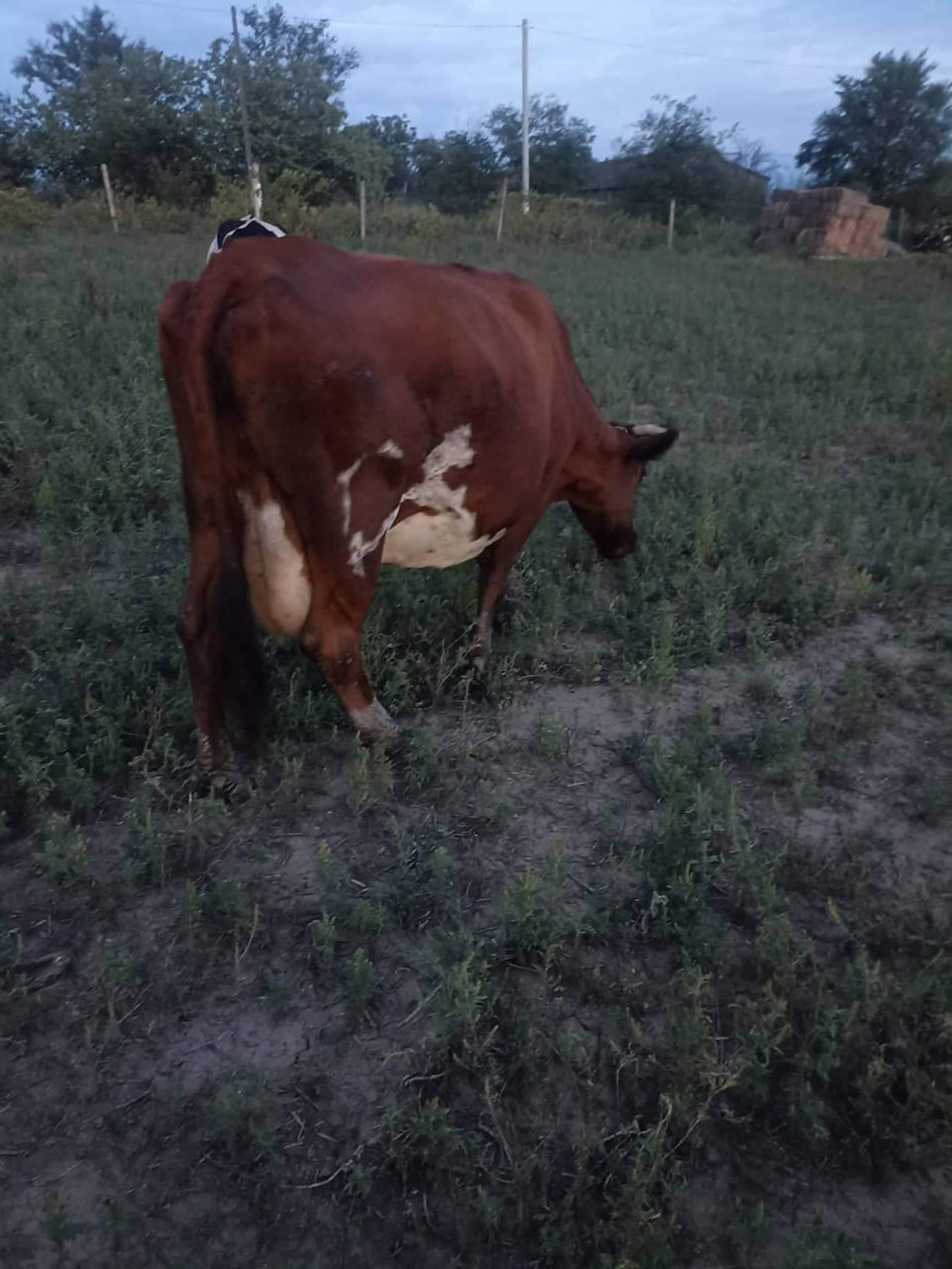 Vând 2 vaci bune de lapte