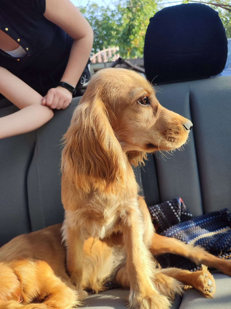 Cățeluși rasă pură- Cocker Spaniel Englez