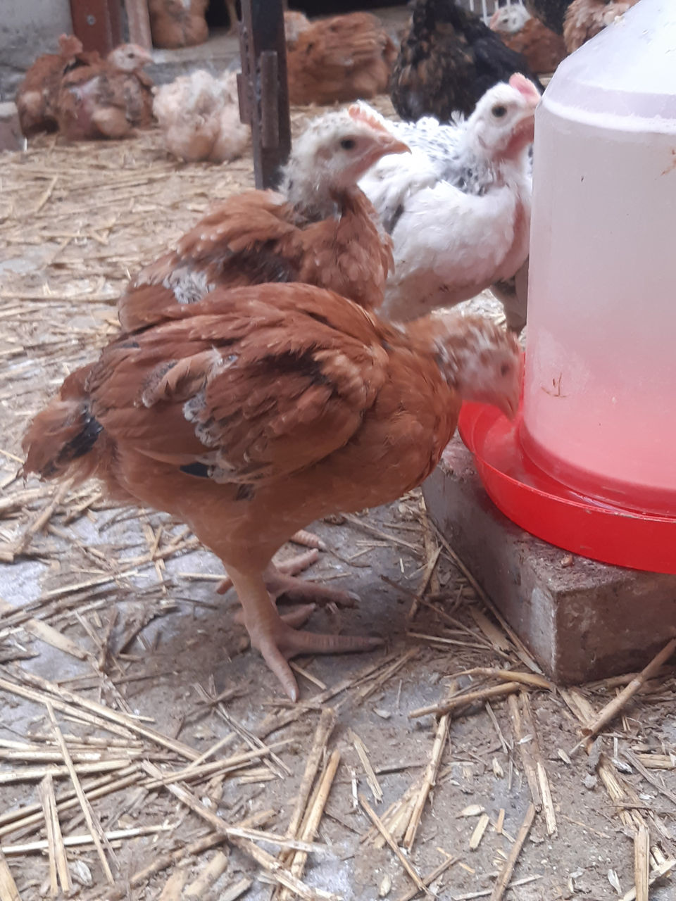 Pui de rasa franceza hubbard crescuti in conditii de casa bio facem livrare