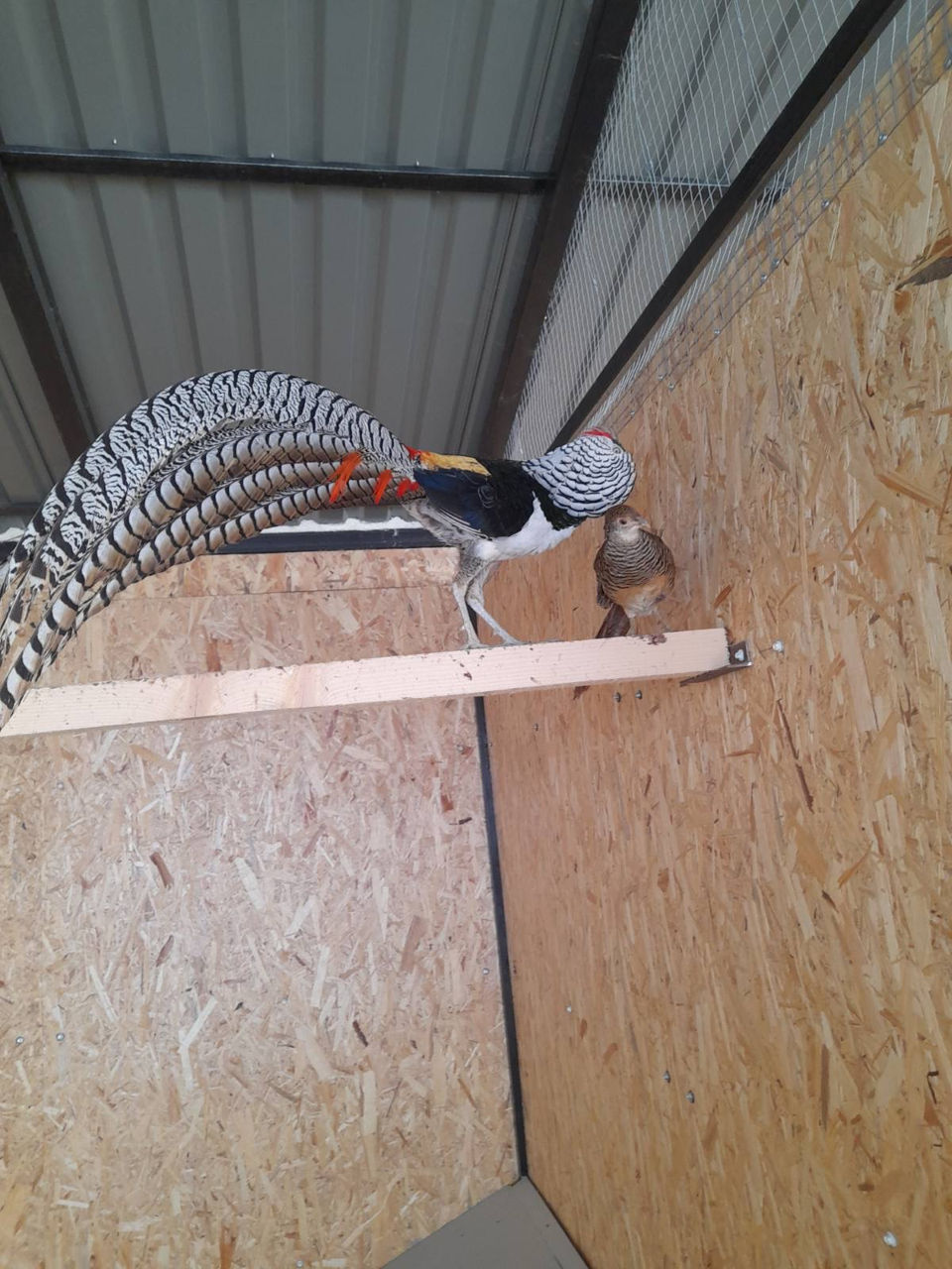 Vînd fazani diamant,argintii ,regali