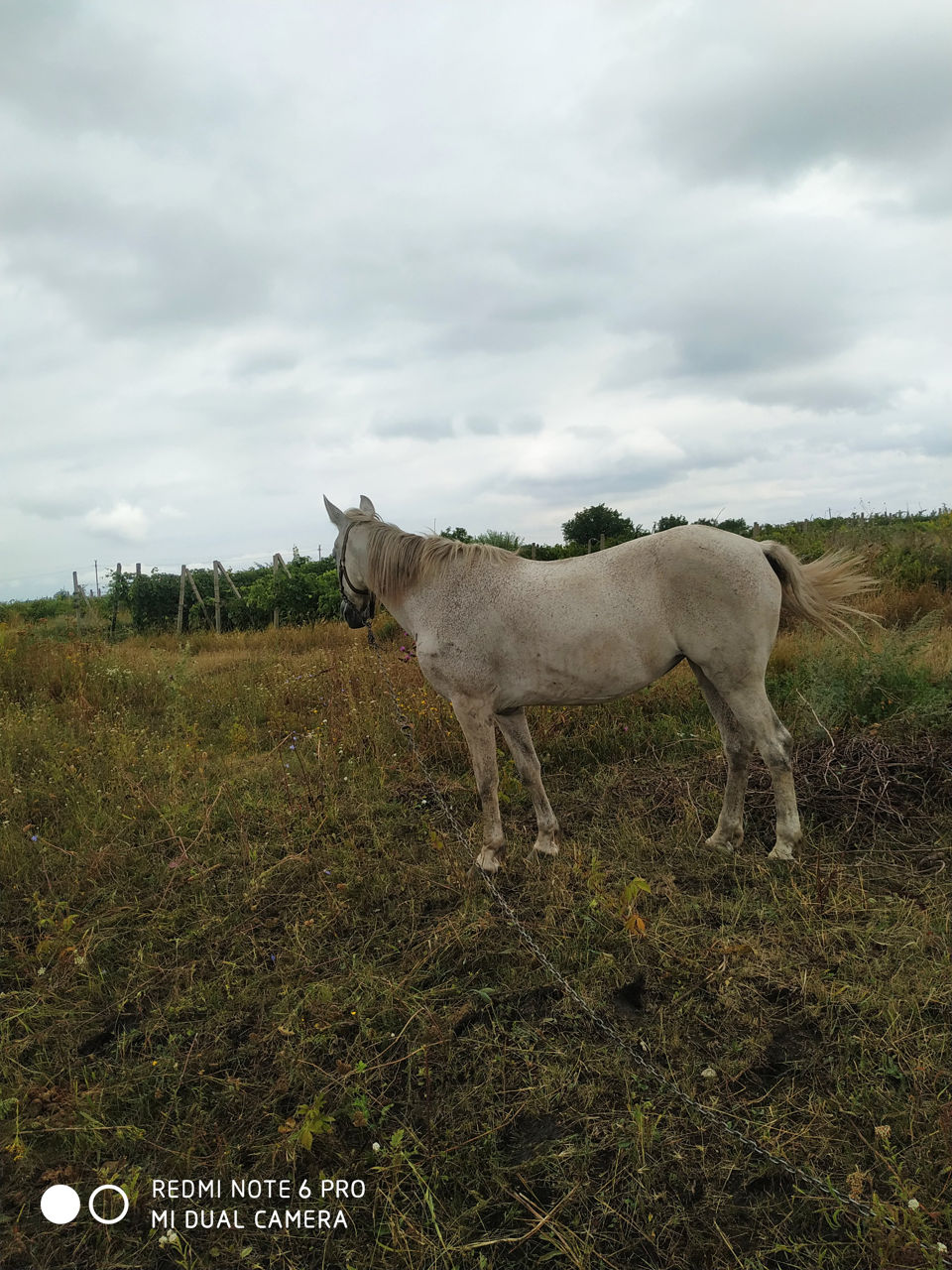 Se vinde o iapă bună